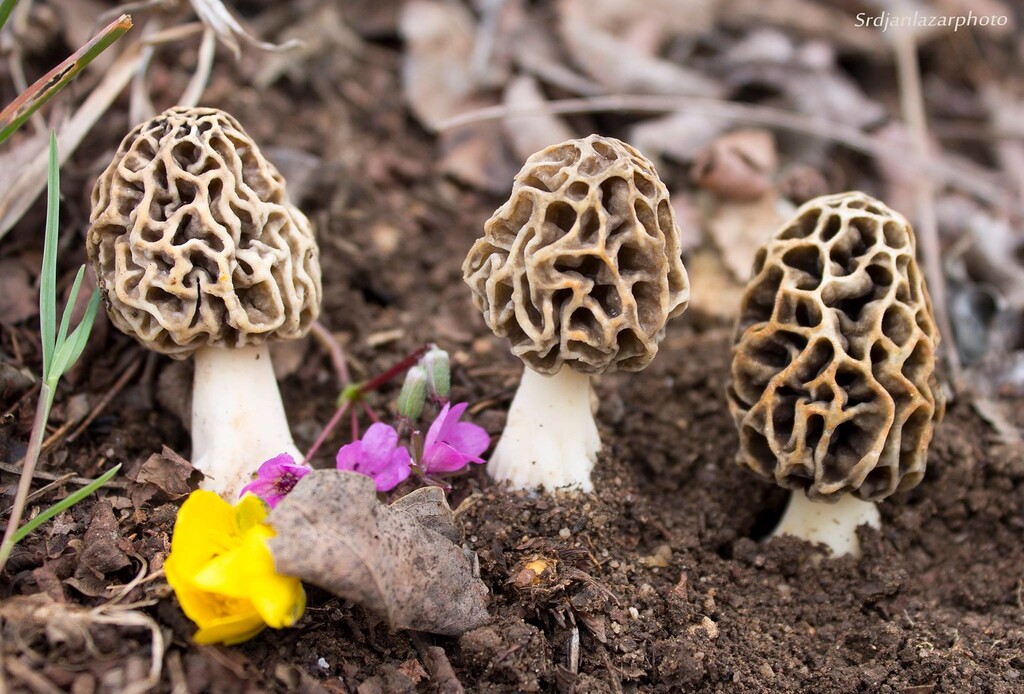 Colmenillas, la exquisita seta de primavera: características ...