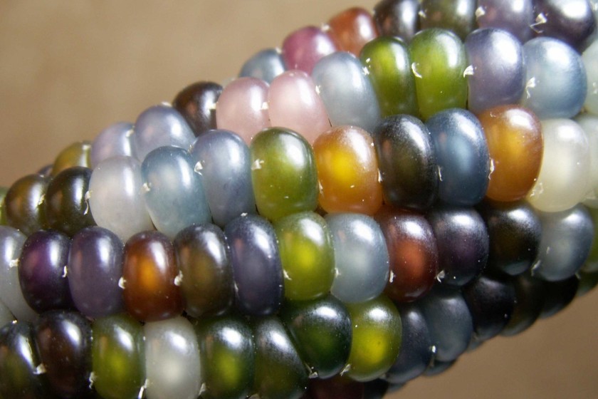 Este maíz multicolor es tan maravilloso, que querrás saber todo sobre ...