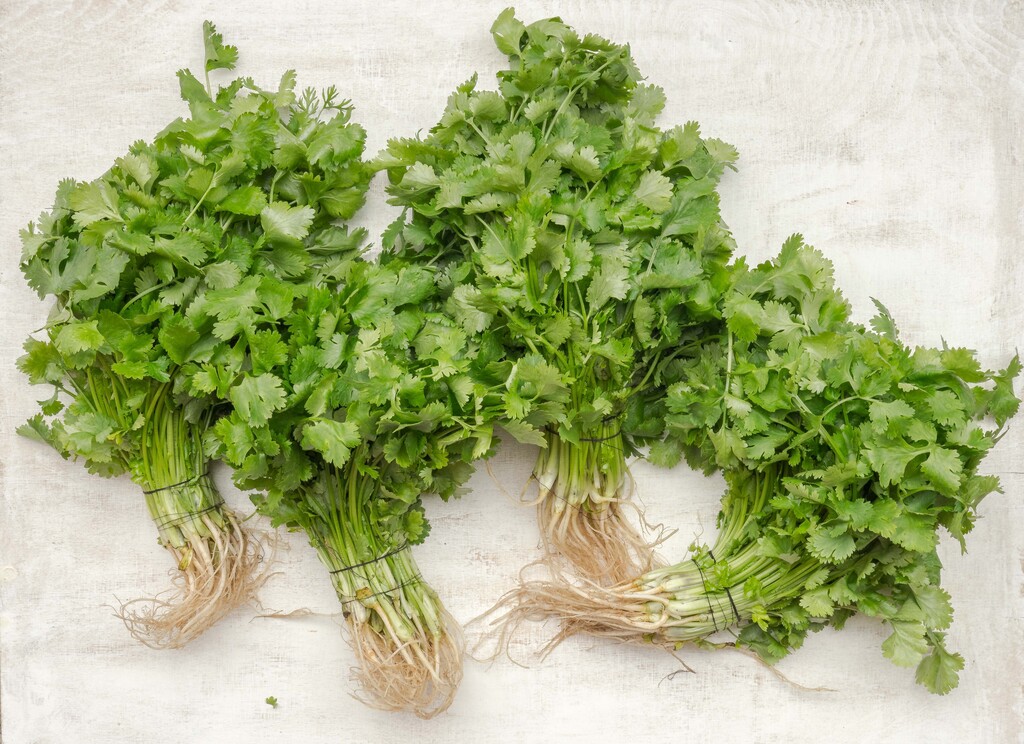 Cilantro, la hierba aromática imprescindible en la cocina ...