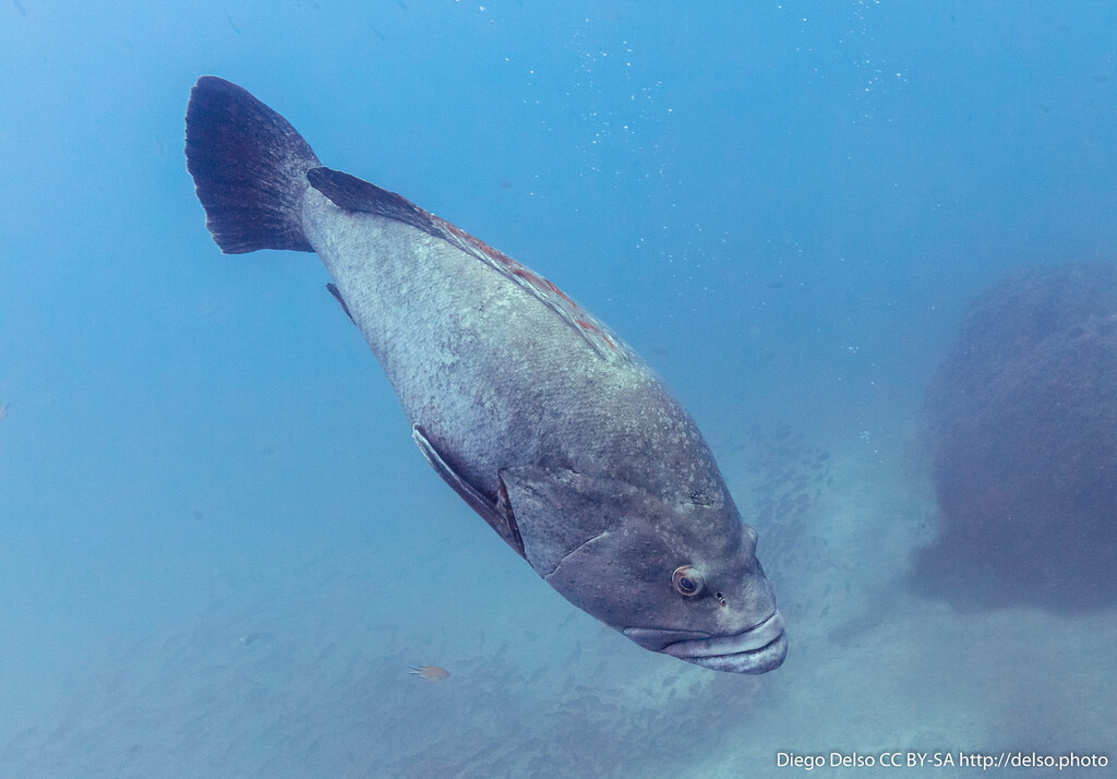 Qué es el mero o cherna, un exquisito pescado blanco hermafrodita ...