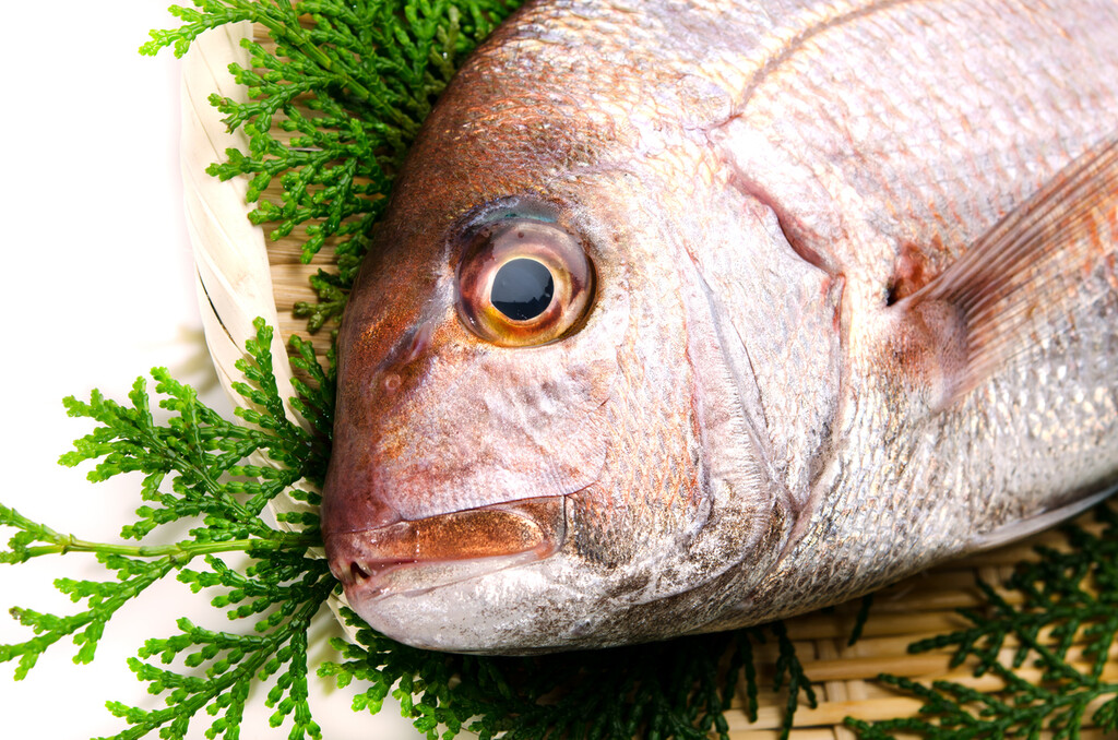 Todo sobre el pargo: propiedades, características y cómo cocinar este ...