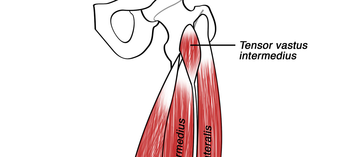 Nuevo músculo en el muslo: el cuerpo humano no deja de sorprendernos