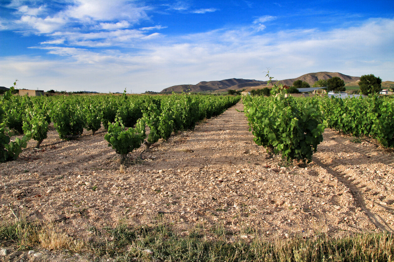 Vinos de Jumilla: conoce la uva monastrell con estas 11 bodegas de ...