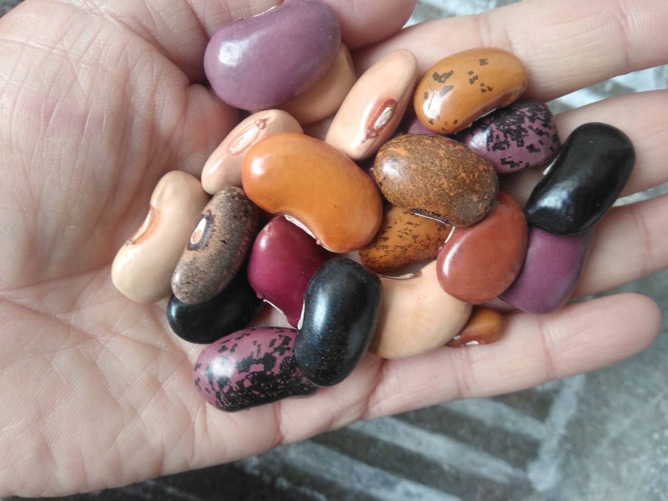 Que son los ayocotes, beneficios y como los puedes preparar