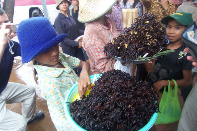 España ya cuenta con su primera granja para la cría de insectos