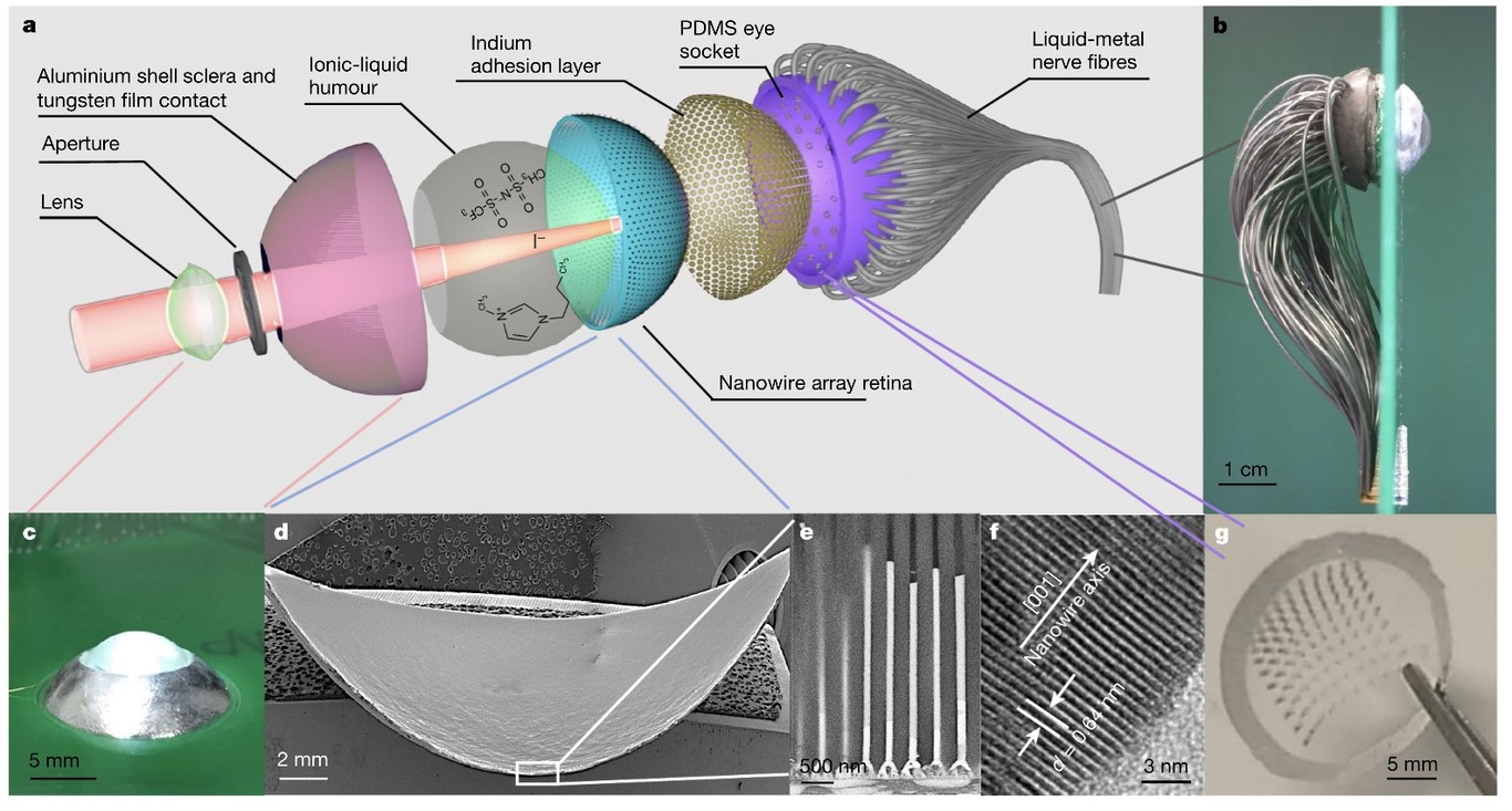 Han creado un ojo artificial que tiene la misma estructura que uno ...