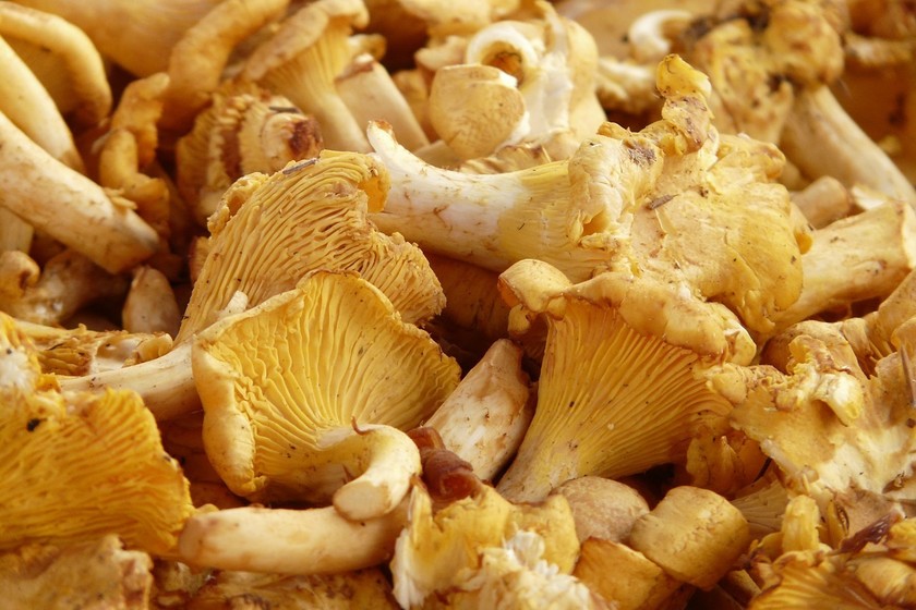 Rebozuelos: propiedades, beneficios y su uso en la cocina