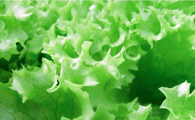 ¿Por qué la lechuga es la reina de las dietas de adelgazamiento?