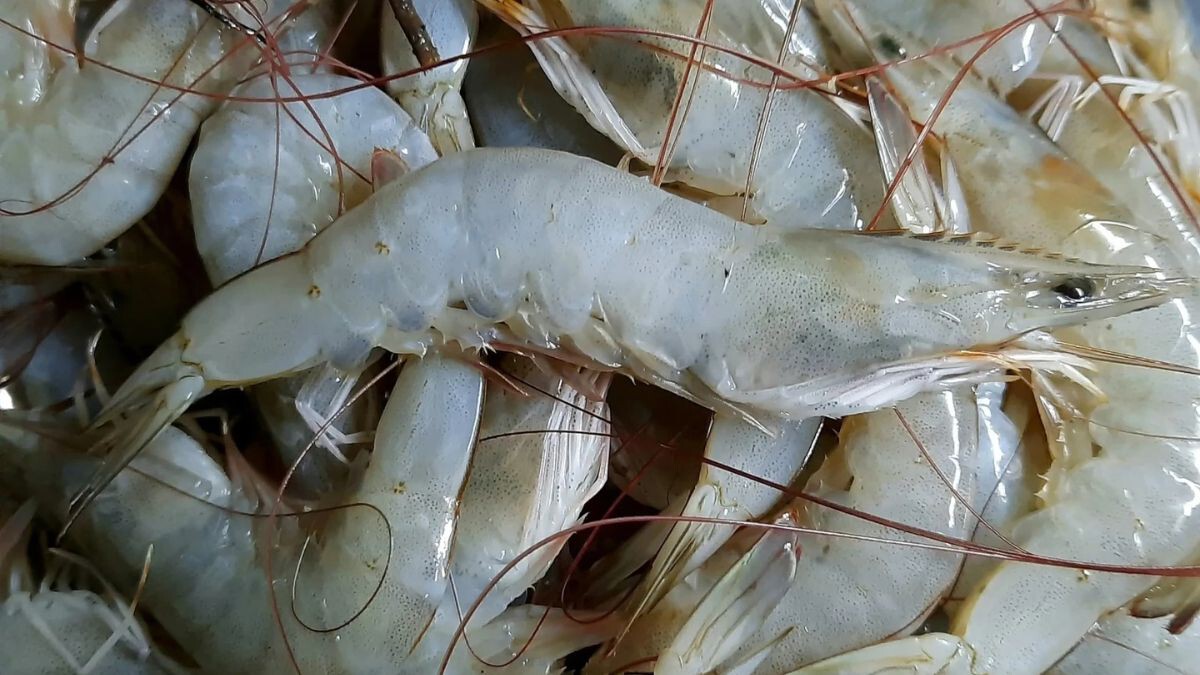 Cómo identificar el camarón chino del camarón mexicano: qué no te den ...