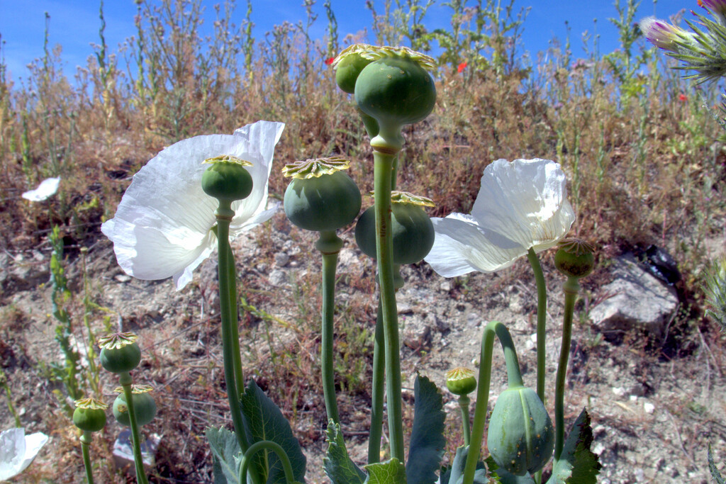 El negocio del opio legal: cómo España se ha convertido en una potencia ...