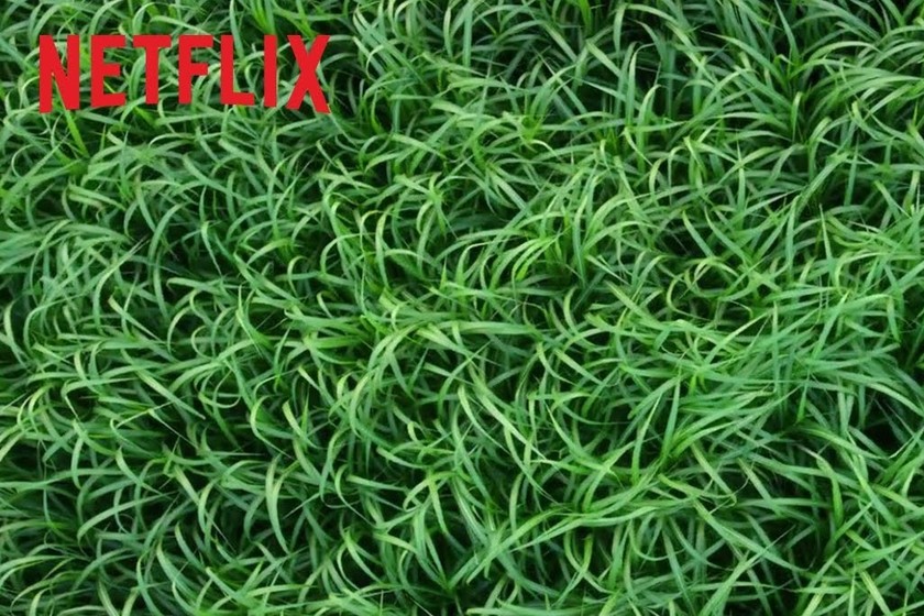 Tráiler de 'En la hierba alta': Netflix presenta la adaptación de ...