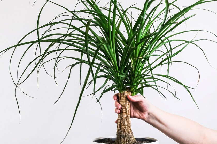 Si tienes esta planta común en México puedes recibir multa de hasta 200 ...