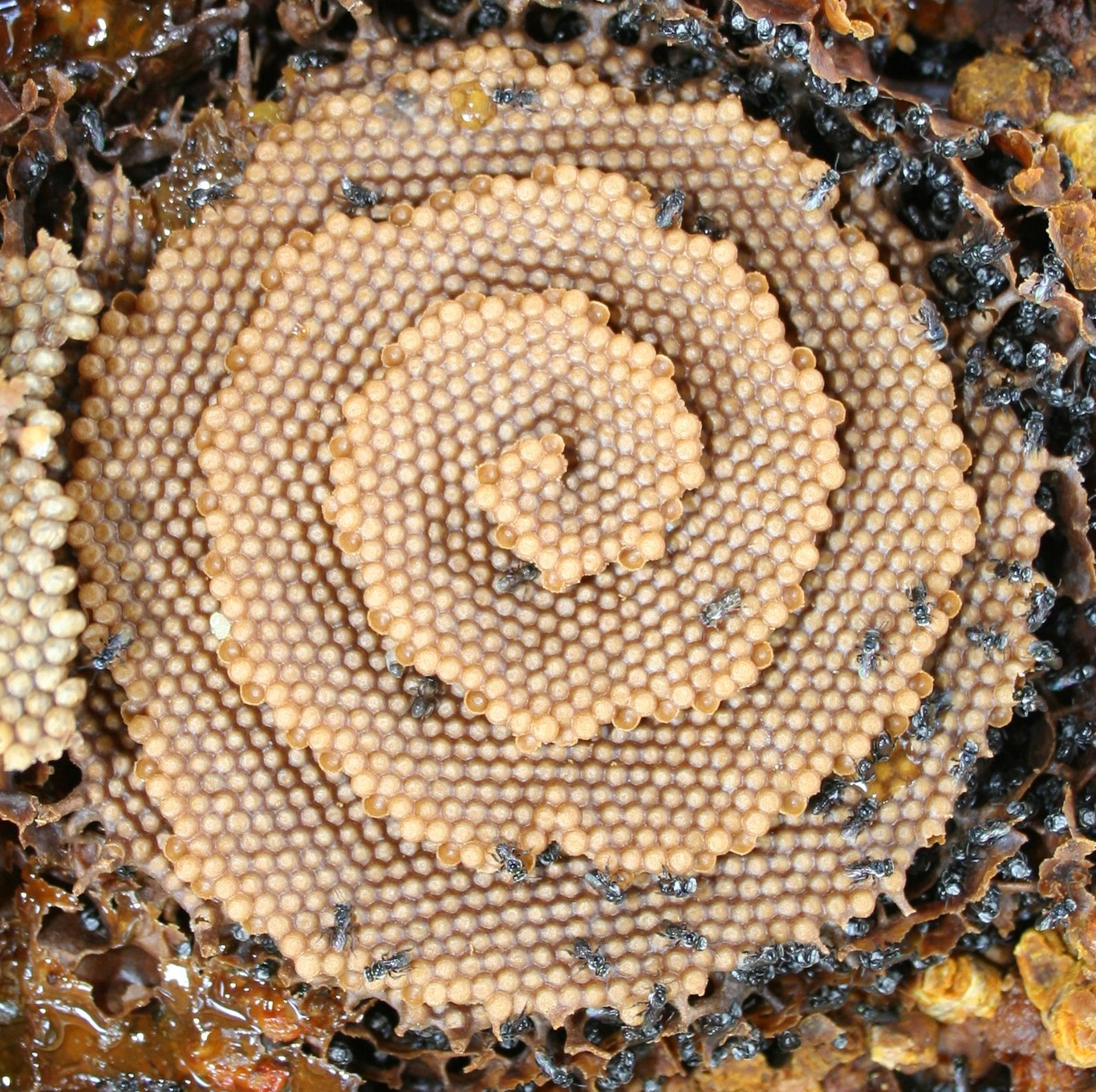 Estas abejas construye sus colmenas en espiral, y nadie parece saber ...