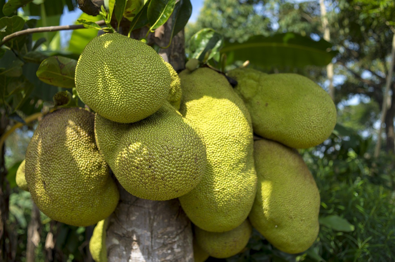 Yaca o jackfruit: propiedades, beneficios y su uso en la cocina