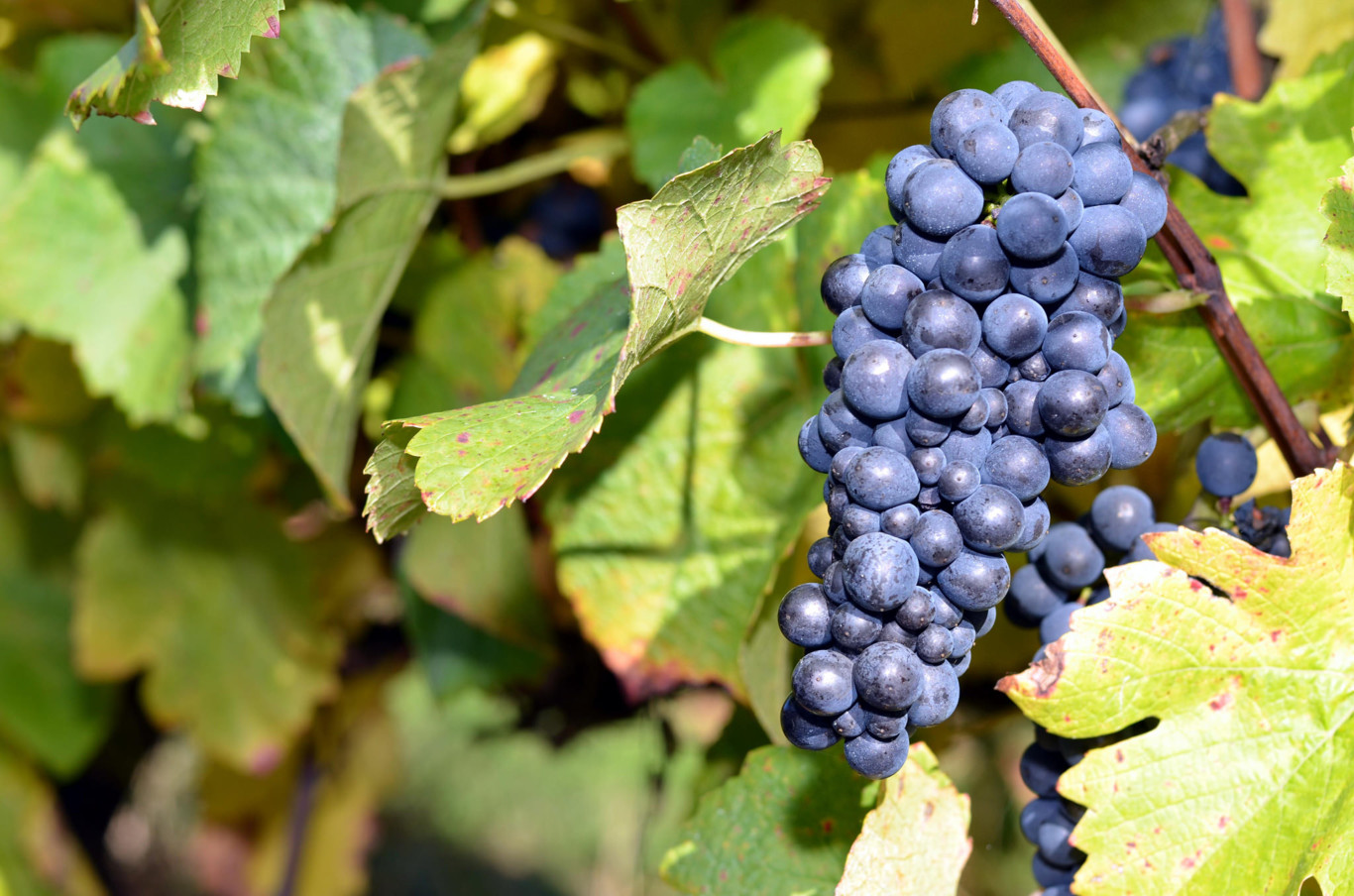 Cinco beneficios del champán que te interesa conocer