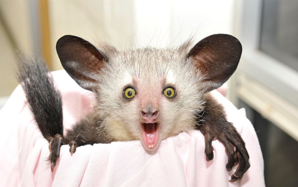 Por qué hay que adorar a los diez animales más feos del planeta