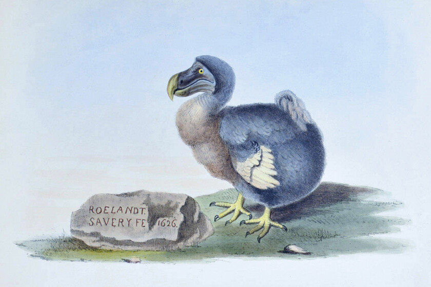 Hemos extinguido cientos de especies: por qué nos hemos obsesionado ...