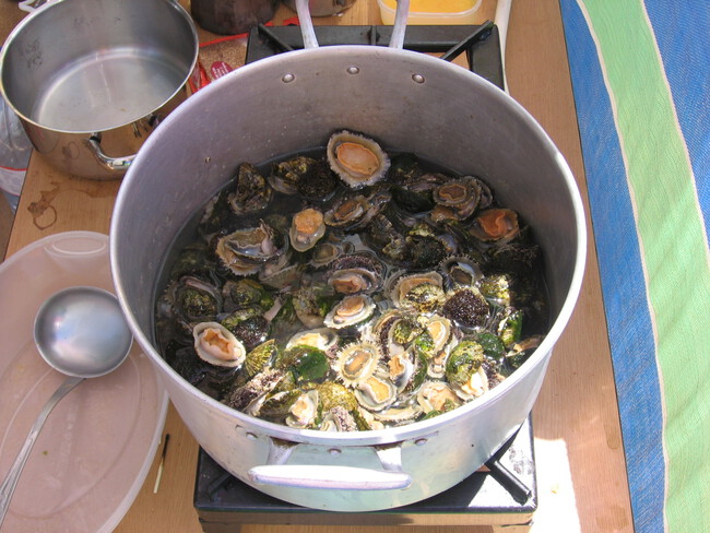 Qué es la llámpara o lapa, un molusco muy común en nuestras costas pero ...