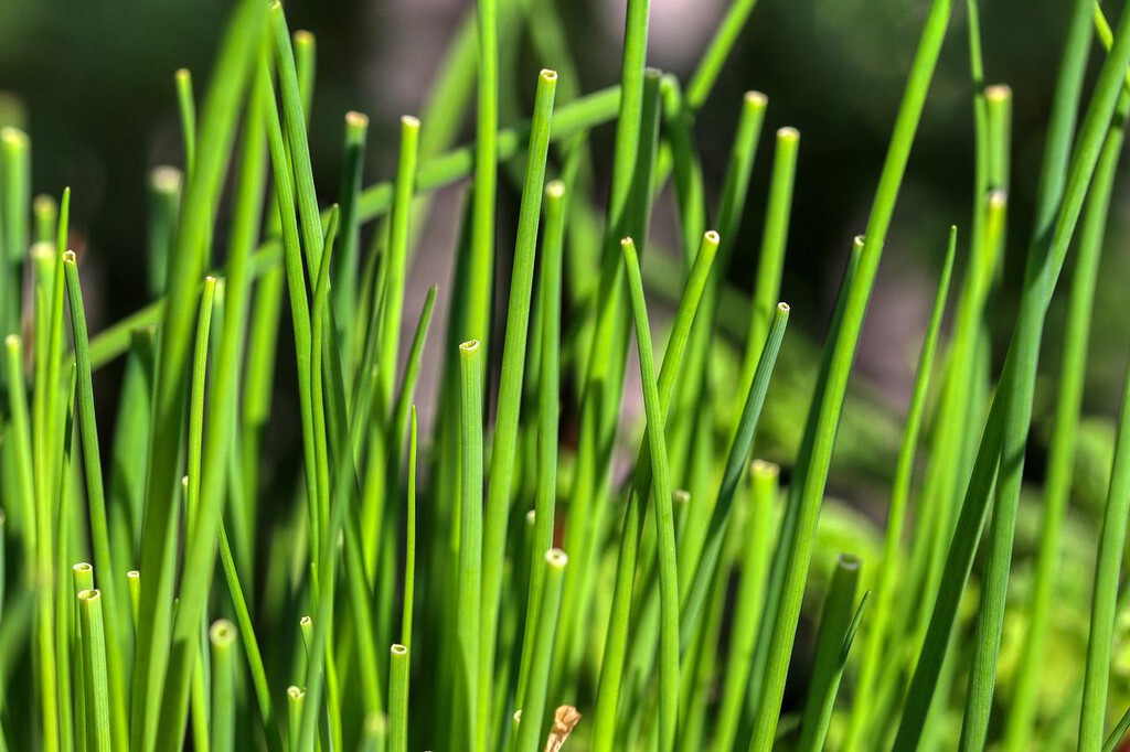 Cebollino o cebollín, la elegante hierba aromática con un suave sabor ...