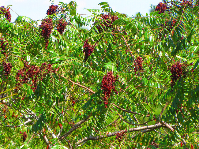 Zumaque o sumac, la especia imprescindible de Oriente Medio: qué es, a ...