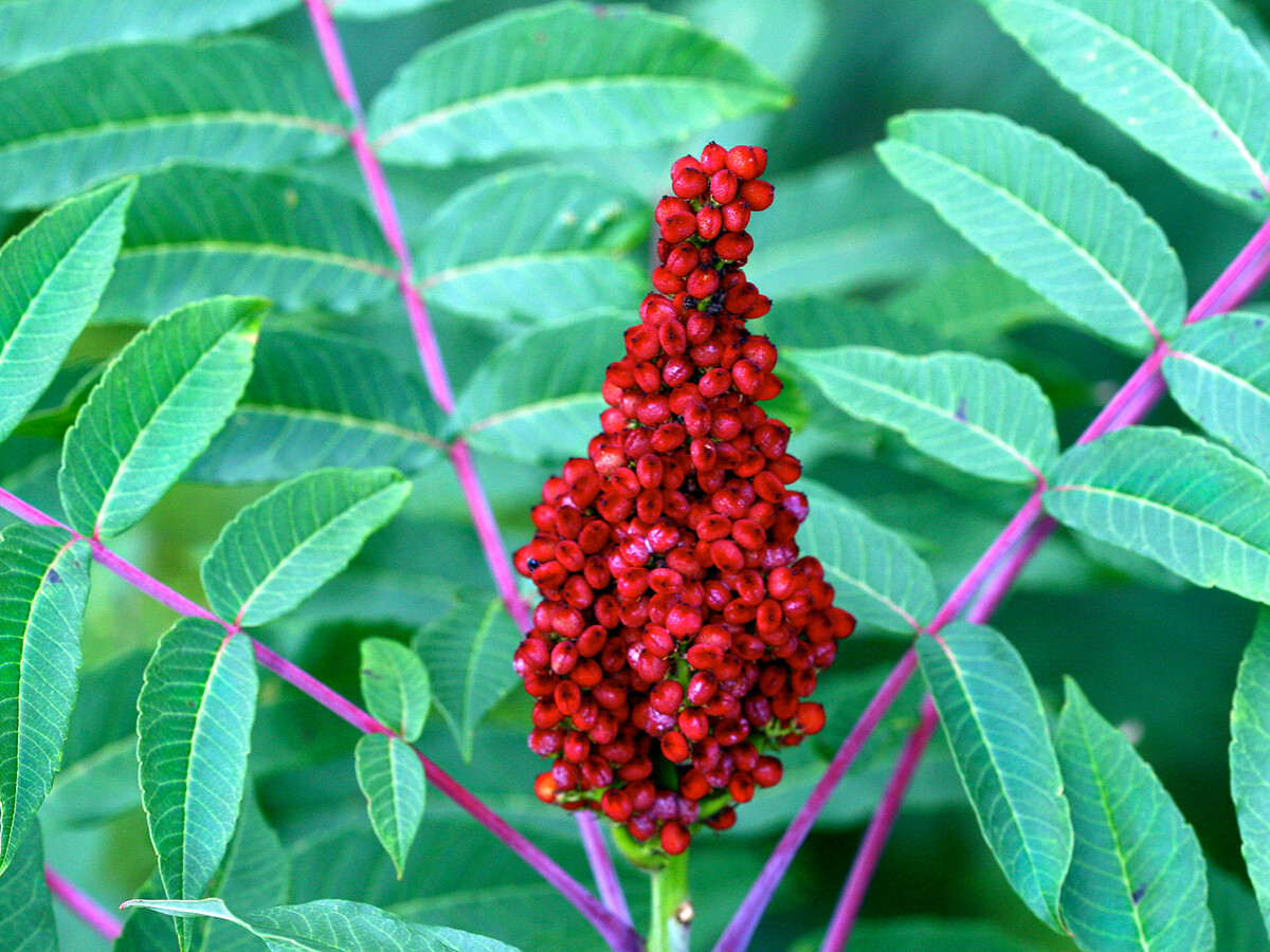 Zumaque o sumac, la especia imprescindible de Oriente Medio: qué es, a ...