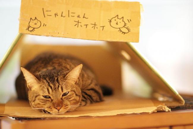 Top 7 Cat cafés para acompañar a tu gato