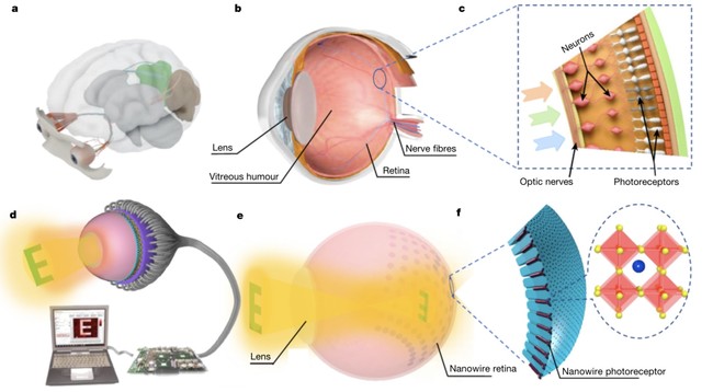 Han creado un ojo artificial que tiene la misma estructura que uno ...