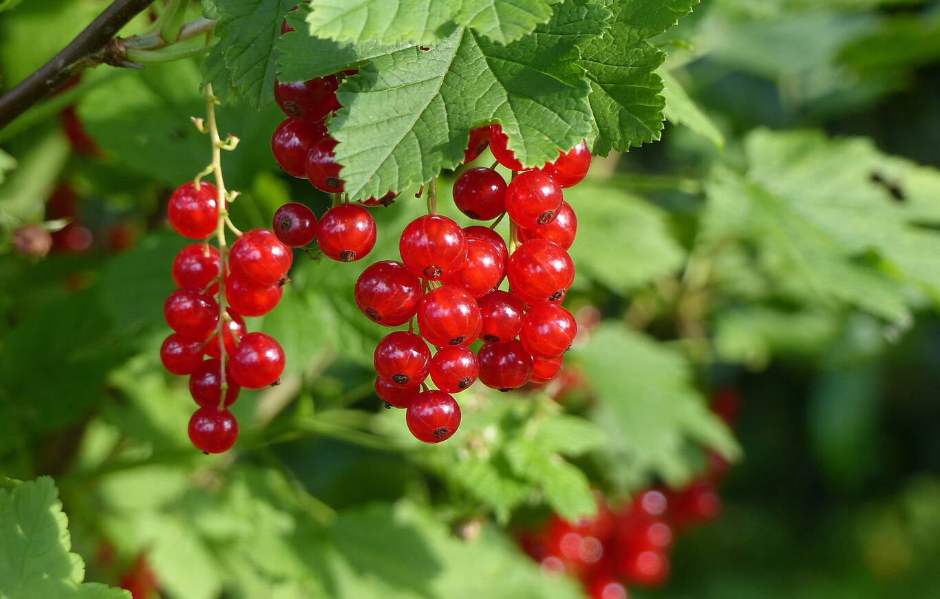 Redescubre la grosella, una diminuta baya saludable y deliciosa ...