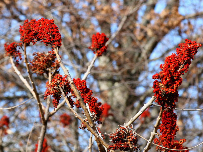 Zumaque o sumac, la especia imprescindible de Oriente Medio: qué es, a ...