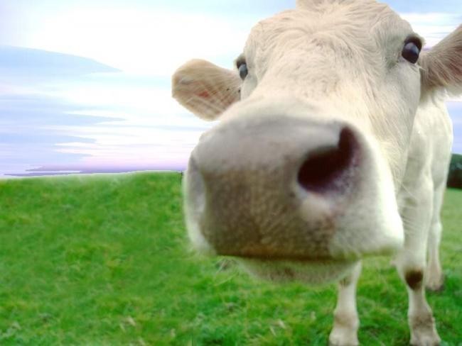 La flatulencia de metano de una vaca acumulada durante un año ¿sería ...