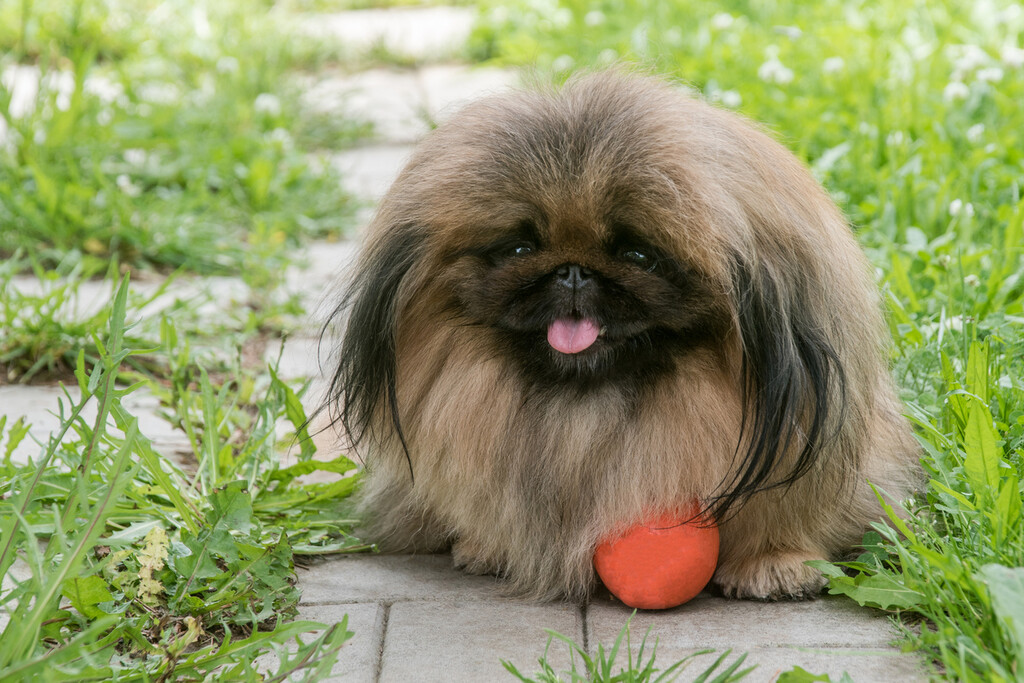 Todo sobre la raza de perro pequinés o pekinés: 13 fotos ...