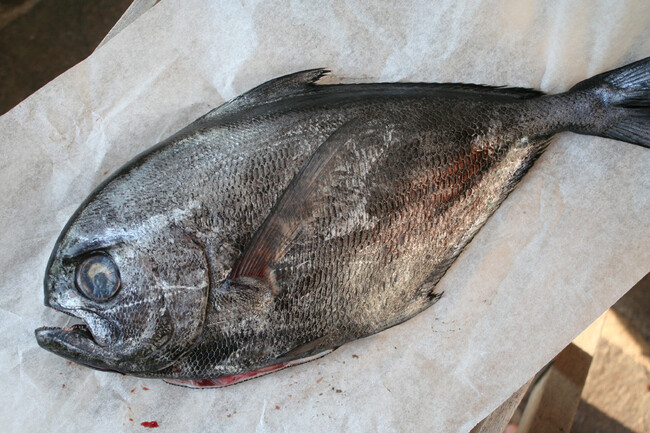 Palometa, japuta, zapatero o castañeta, un pescado azul rico en ...