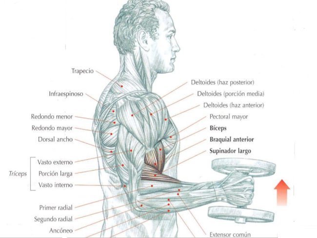 Guía para principiantes (XXXI): Curl de bíceps alterno tipo martillo