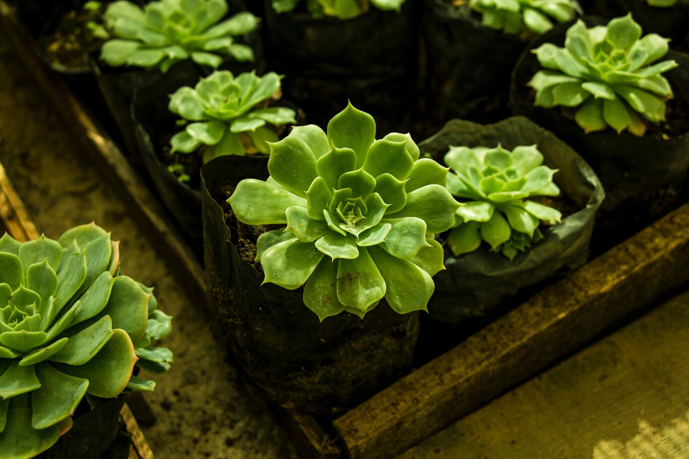 Cómo cuidar las plantas suculentas cuando llueve o graniza
