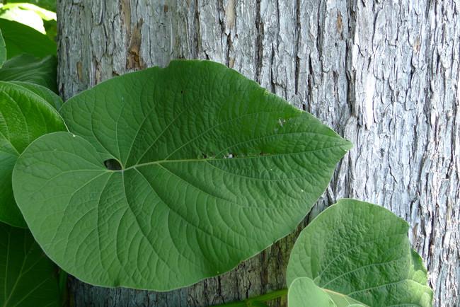 Hoja Santa, dando sentido y aroma a la gastronomía mexicana