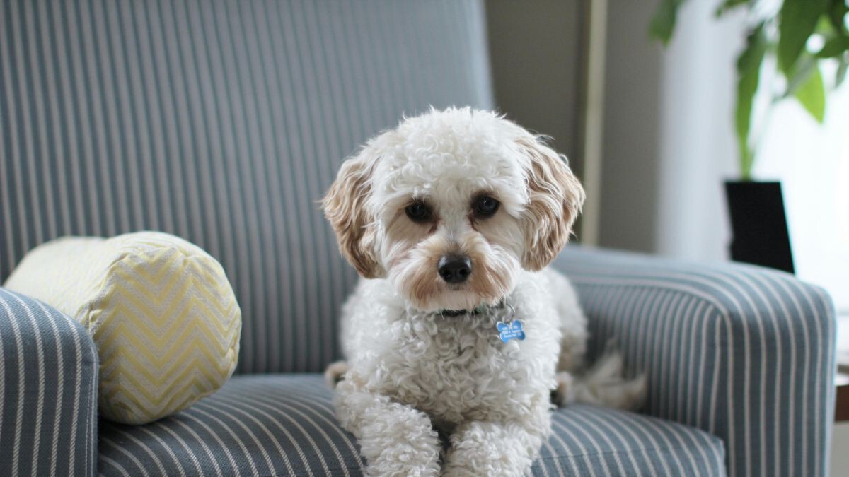 Poca gente sabe, pero puedes quitar el olor a perro de tu casa con limón