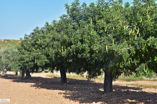 Qué es la algarroba, propiedades y uso en la cocina del fruto del algarrobo