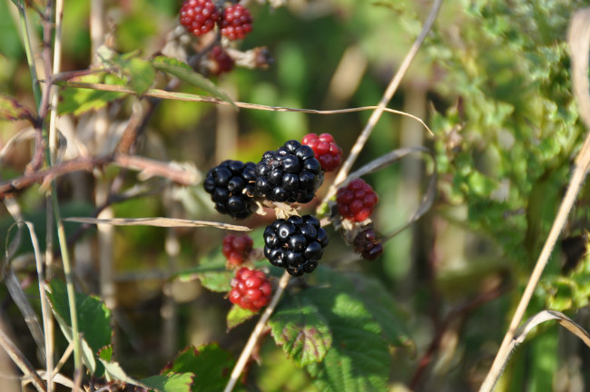 La mora, pequeña joya silvestre