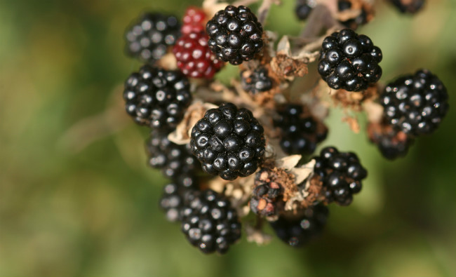 La mora, pequeña joya silvestre
