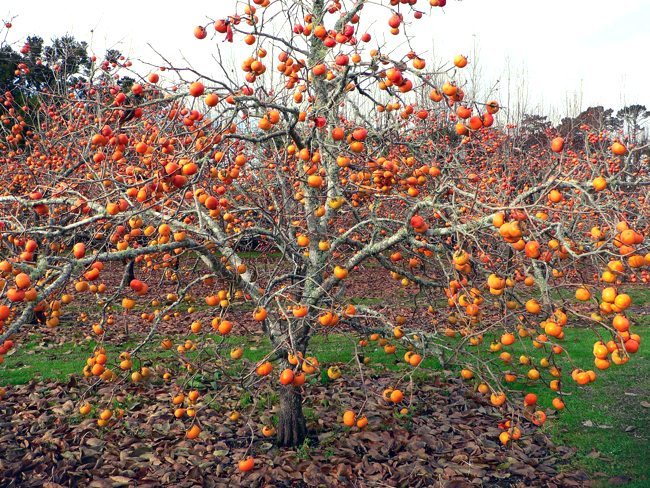 Persimón, el caqui inmaduro