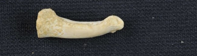 Homo luzonensis: una nueva especie humana descubierta en Filipinas