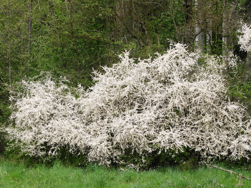 Descubre la endrina, la rica fruta silvestre más allá del pacharán ...