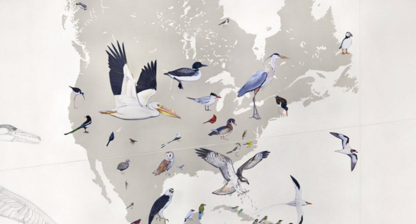 Wall of Birds: el mapa que recorre el fascinante universo de las aves ...