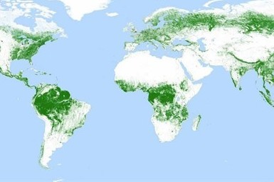 Un mapa global de bosques a resolución de 50 metros gracias al satélite ...
