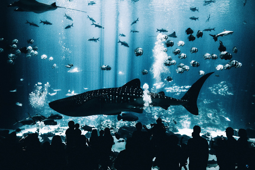 Cómo hacer fotos en acuarios (y no fracasar en el intento)