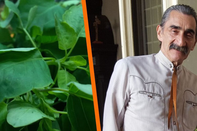 Cómo hacer una 'Sopa de chipilín' con la receta tradicional del chef ...