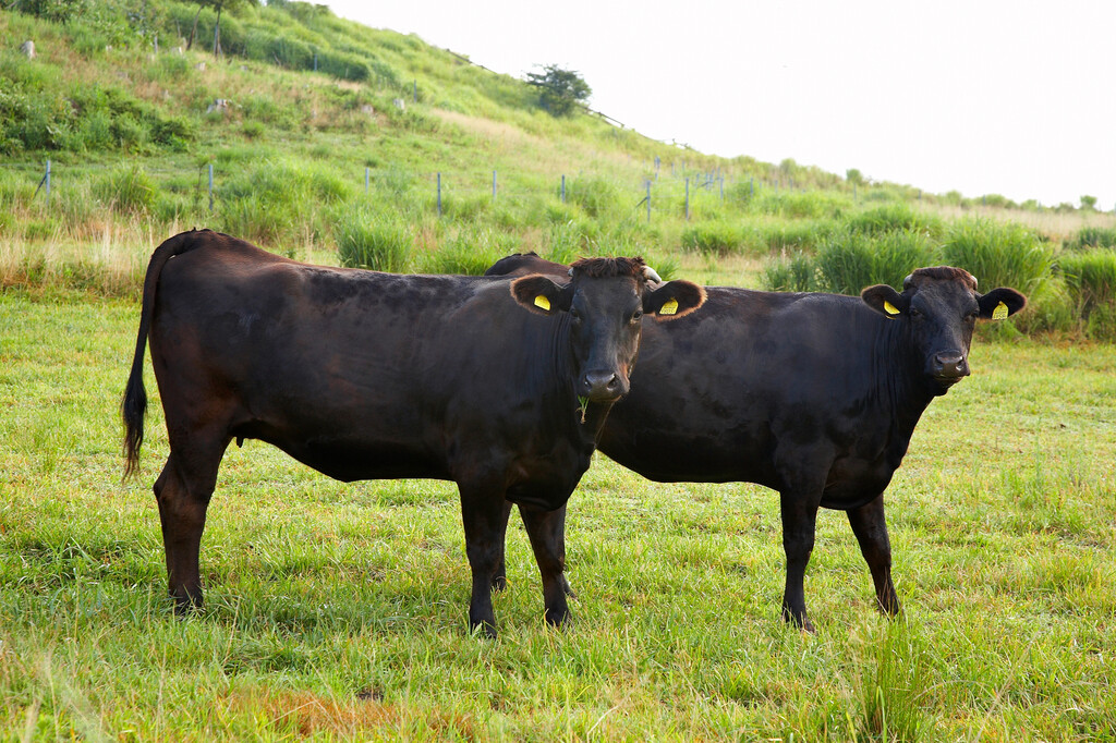¿Wagyu, Kobe u Ozaki? Así son las carnes japonesas más caras (y esto es ...