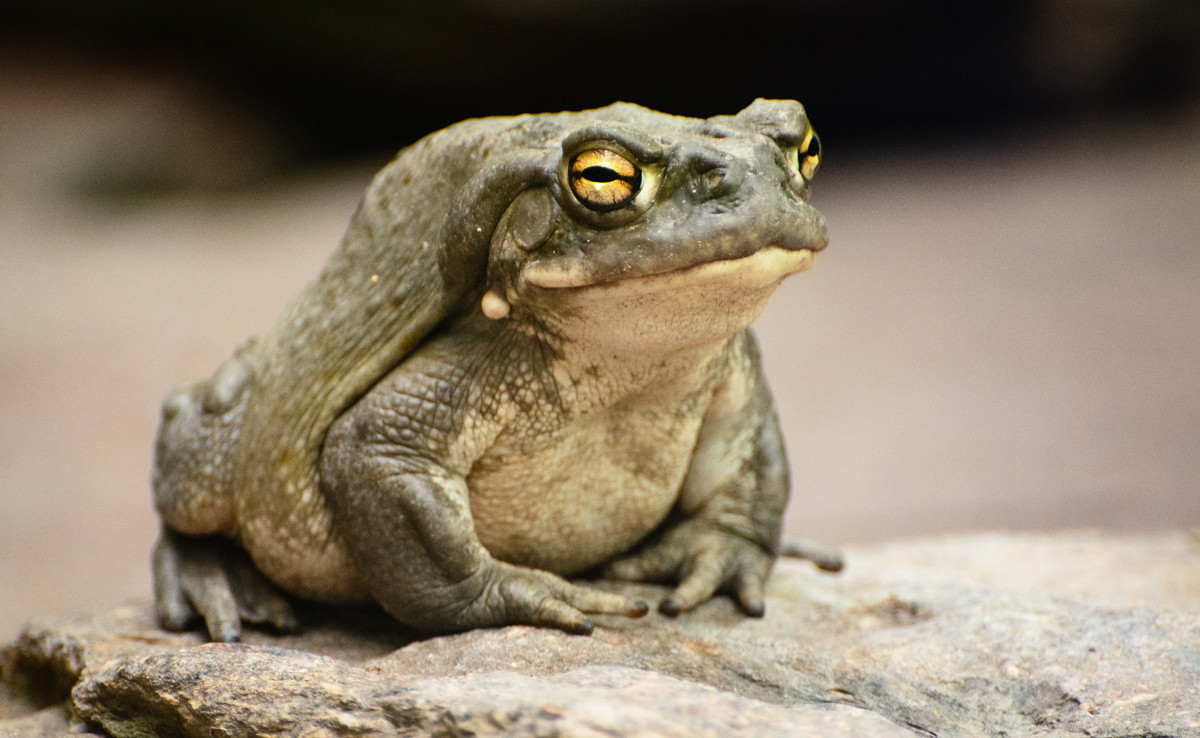 Ni ritos chamánicos ni propiedades curativas: de dónde surge el "rito ...