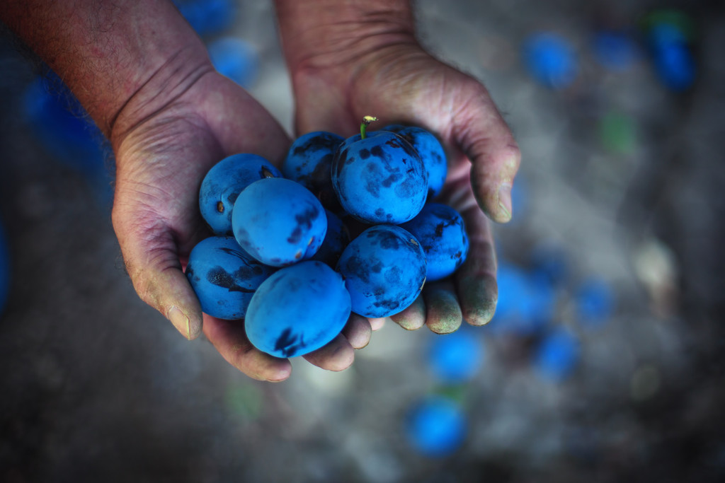 Ciruela, la fruta de finales de verano: propiedades, beneficios y cómo ...