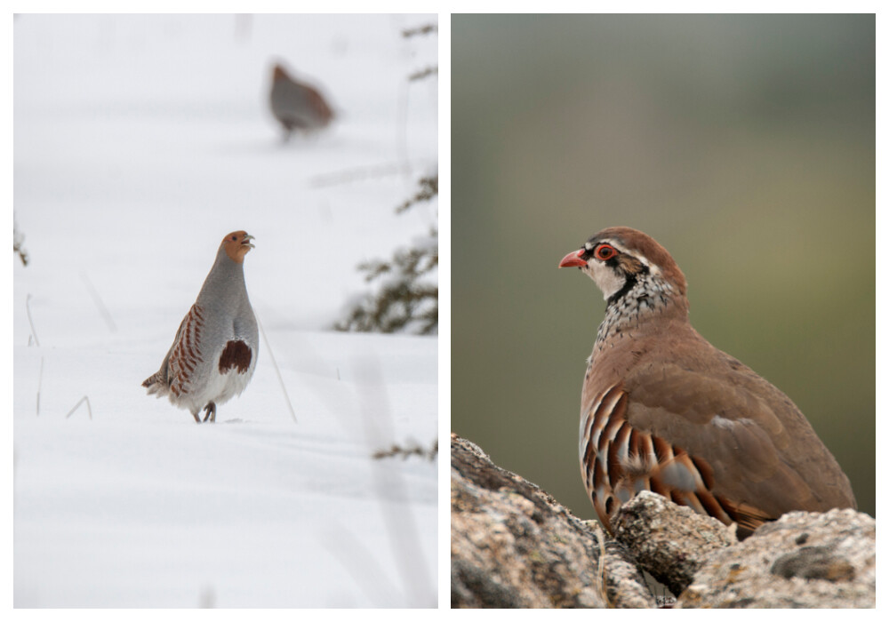 El mejor momento para la perdiz silvestre de temporada: cómo identificarla, cómo prepararla y en ...
